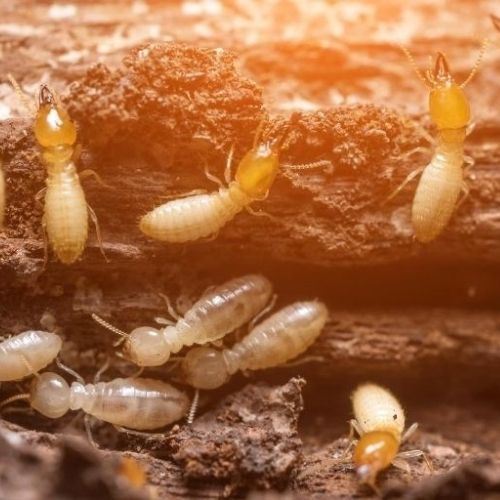 Texas Termite Category Pest Management | Courses | AgriLife Learn