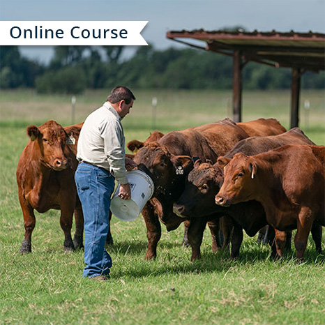 Business Development | Texas A&M AgriLife Learn