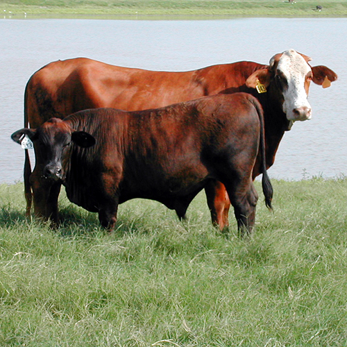 Brahman Cattle Female