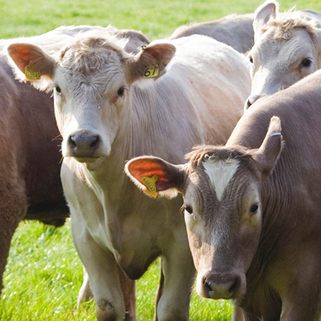 Routine and Emergency Animal Mortality Management | Courses | AgriLife ...