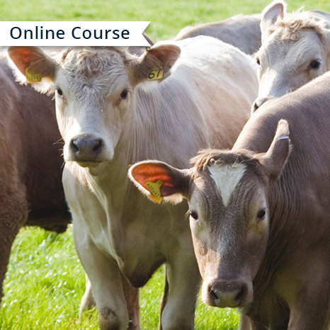 Animals & Livestock | Texas A&M AgriLife Learn