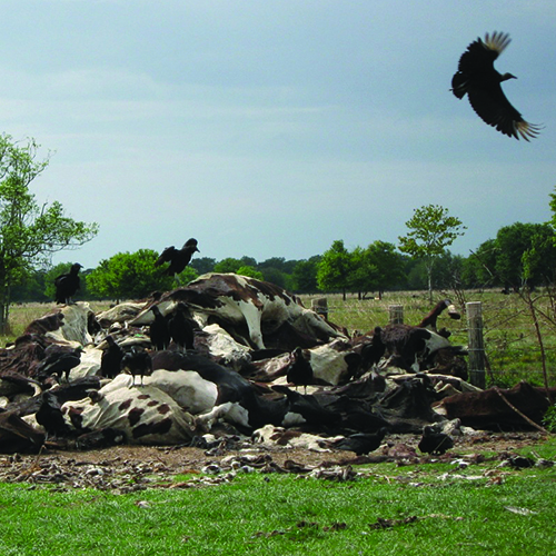 Routine and Emergency Burial of Animal Carcasses | Publications ...