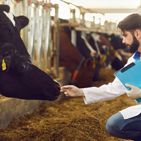 Veterinary Science: Independent Study Curriculum Section 2 | Courses ...