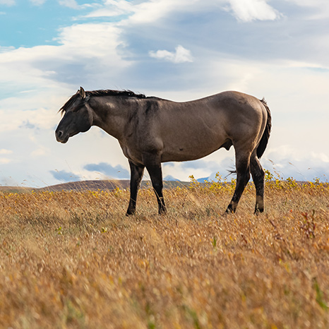 Training a Stallion for Collection on the Phantom | Courses | AgriLife ...