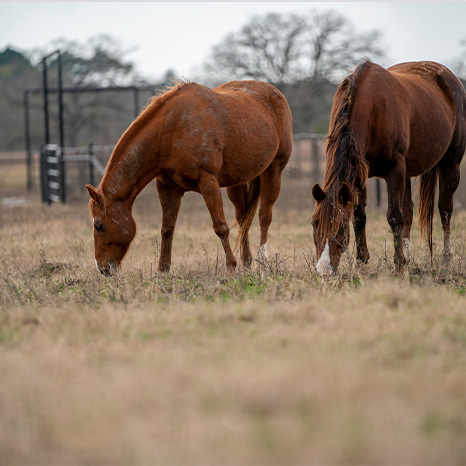 Equine Diseases | Courses | AgriLife Learn