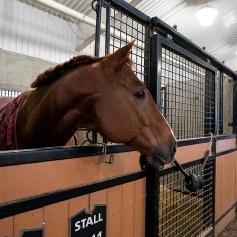 Equine Diseases | Courses | AgriLife Learn