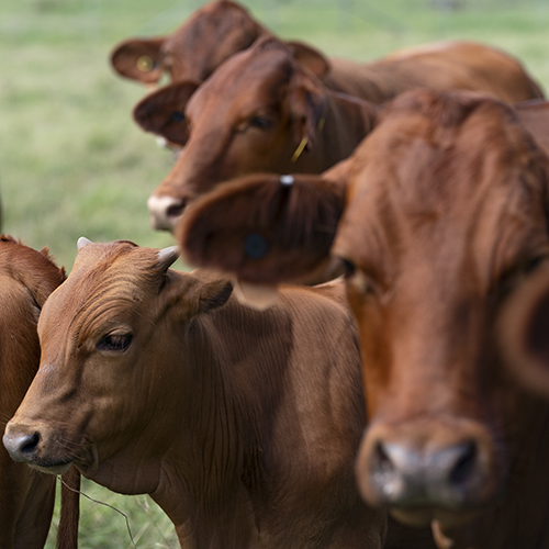 Texas Adapted Genetic Strategies for Beef Cattle VIII: Expected Progeny ...