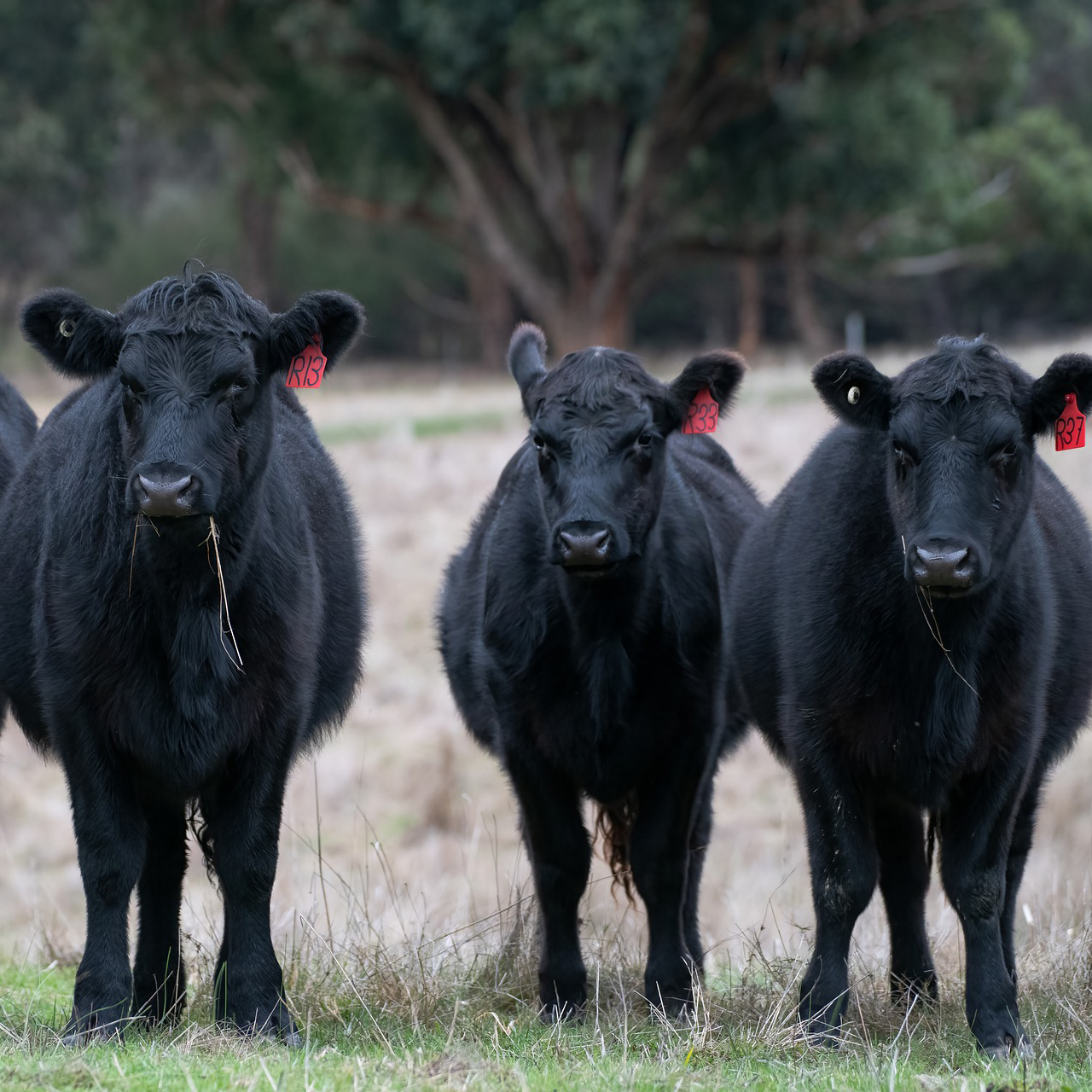 Texas Adapted Genetic Strategies for Beef Cattle X: Frame Score, Frame ...
