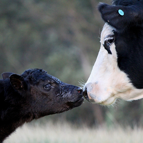 Recognizing and Handling Calving Problems | Publications | AgriLife Learn