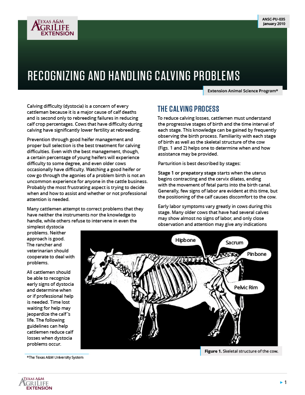 Recognizing and Handling Calving Problems | Publications | AgriLife Learn