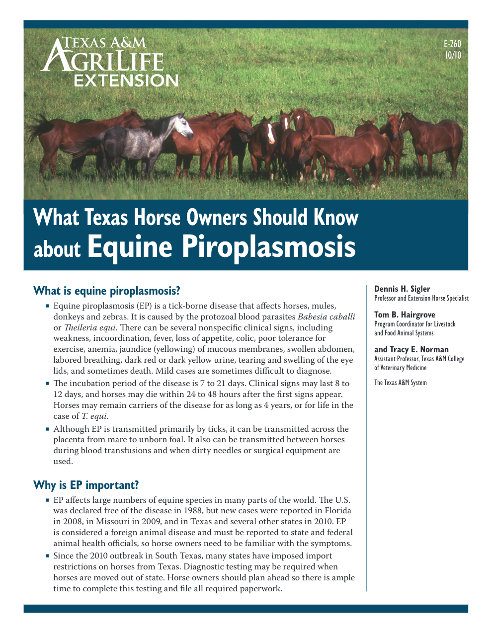 What Texas Horse Owners Should Know about Equine Piroplasmosis ...