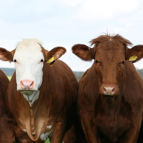 Texas Bovine Trichomoniasis Control Program: Facts for Cattle Owners ...