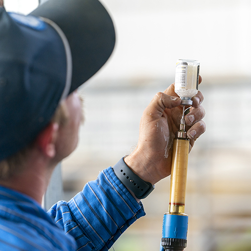 Proper Injection Techniques in Dairy Cattle | Publications | AgriLife Learn