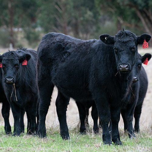 Basics of Cattle Immunity | Publications | AgriLife Learn