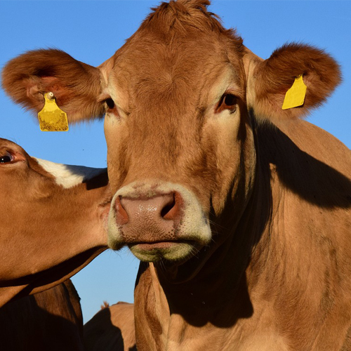 Bovine Trichomoniasis | Publications | AgriLife Learn