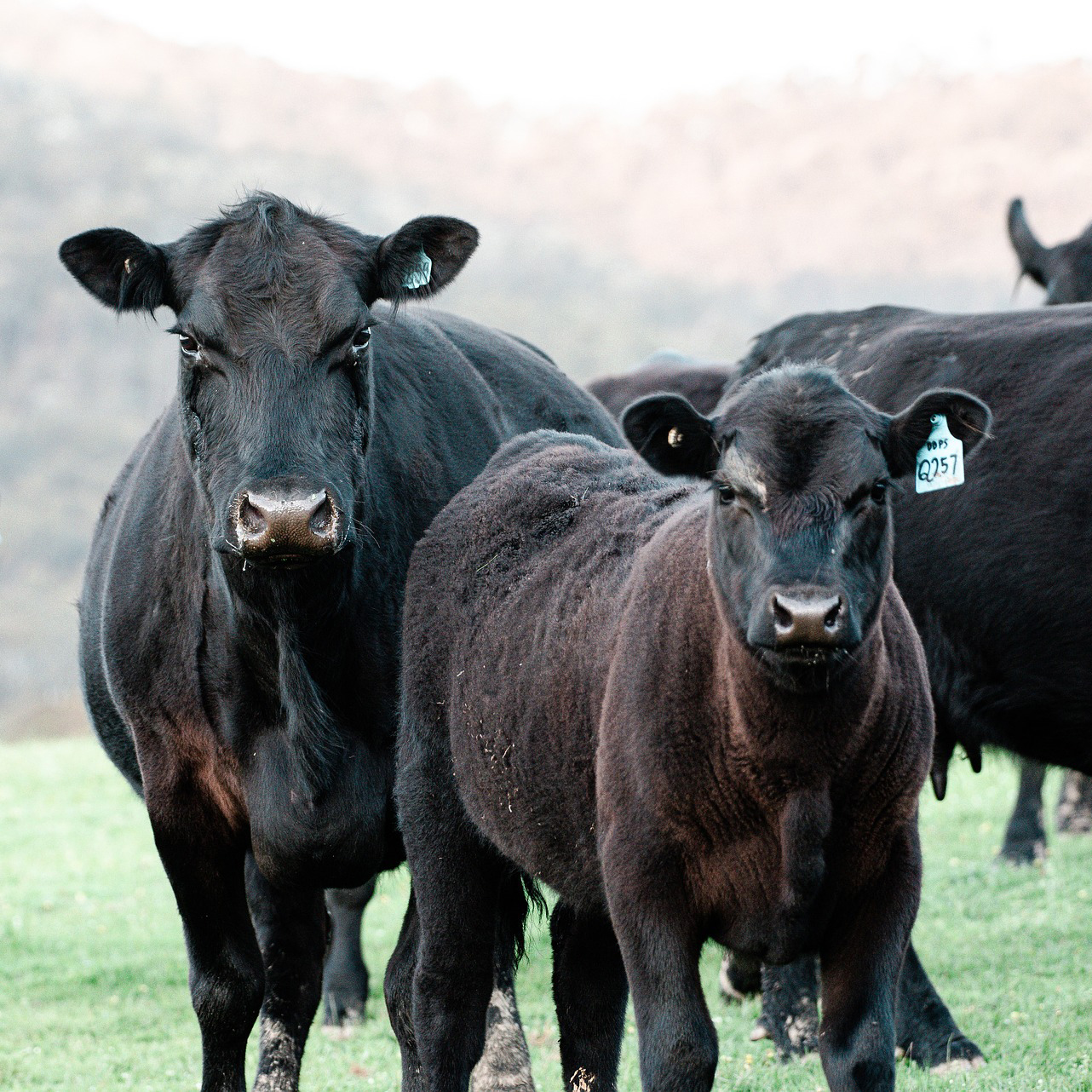 Body Condition Nutrition And Reproduction Of Beef Cows Publications Agrilife Learn