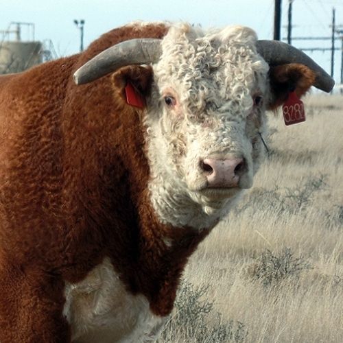 Bull Management for Cow and Calf Producers | Publications | AgriLife Learn