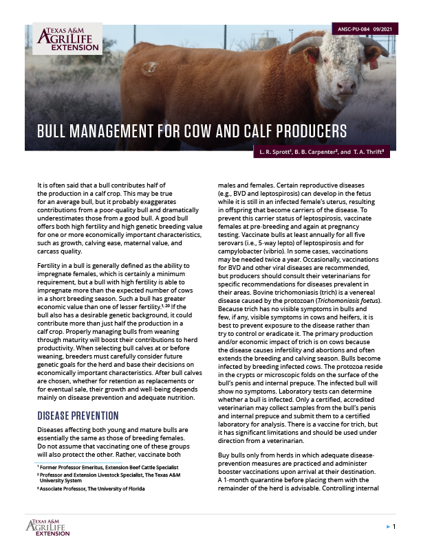 Bull Management for Cow and Calf Producers | Publications | AgriLife Learn