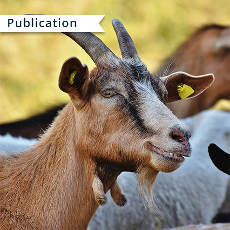 Animals and Livestock | Texas A&M AgriLife Learn