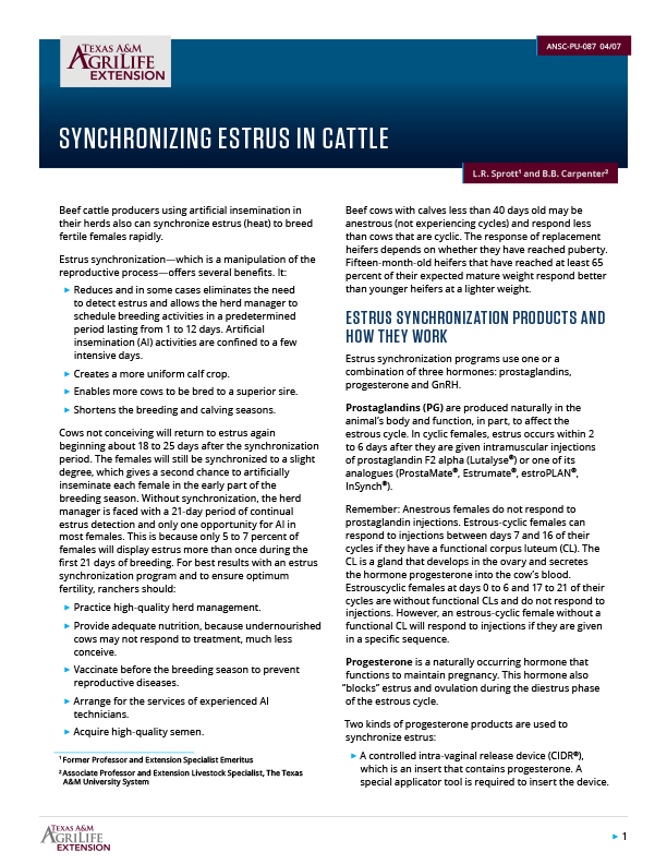Synchronizing Estrus In Cattle Publications Agrilife Learn
