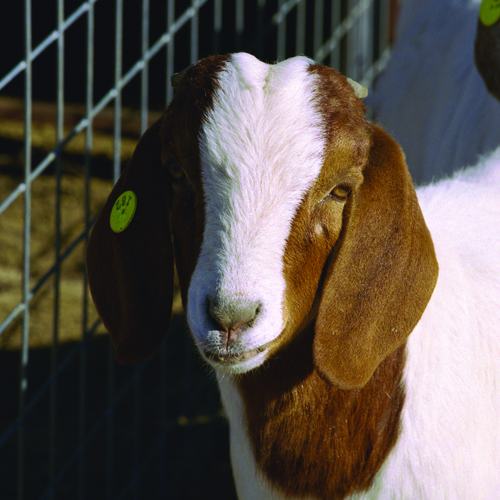 Biosecurity for Sheep and Goat Producers | Publications | AgriLife Learn