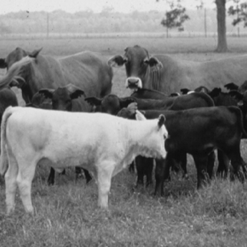 Common Cattle Parasites | Publications | AgriLife Learn