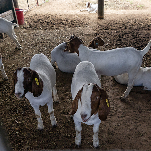 Monitoring Internal Parasite Infection in Small Ruminants ...
