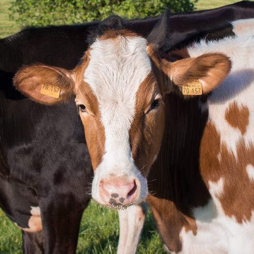 Tracking Dairy Efficiency | Publications | AgriLife Learn