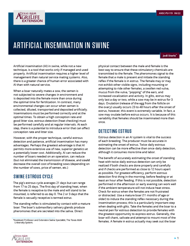 Artificial Insemination in Swine | Publications | AgriLife Learn