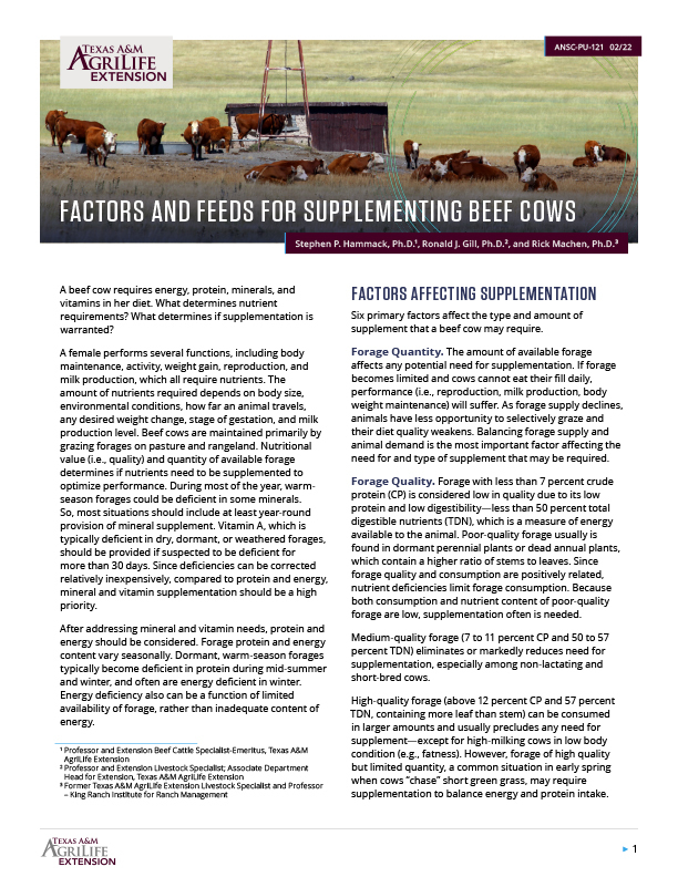 Factors And Feeds For Supplementing Beef Cows Publications Agrilife Learn