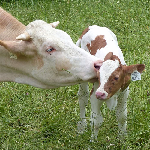 Choosing the Time of Year to Breed and Calve Beef Cows in Texas ...