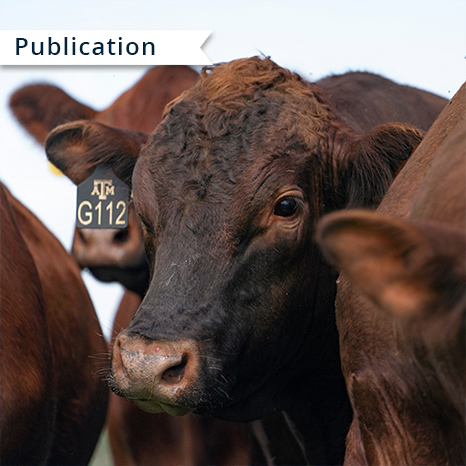 Animals & Livestock | Texas A&M AgriLife Learn