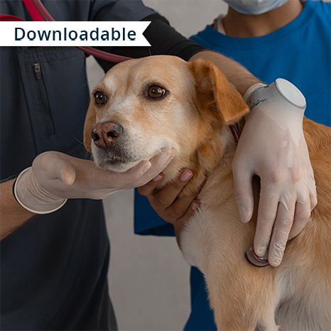 Veterinary Science Certificate Program (VSCP) | Texas A&M AgriLife Learn