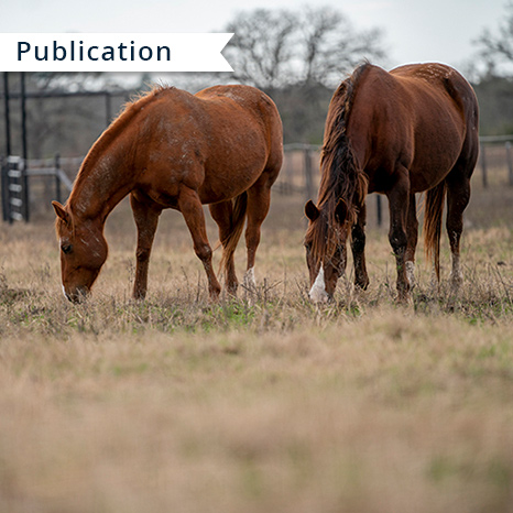 Animals & Livestock | Texas A&M AgriLife Learn