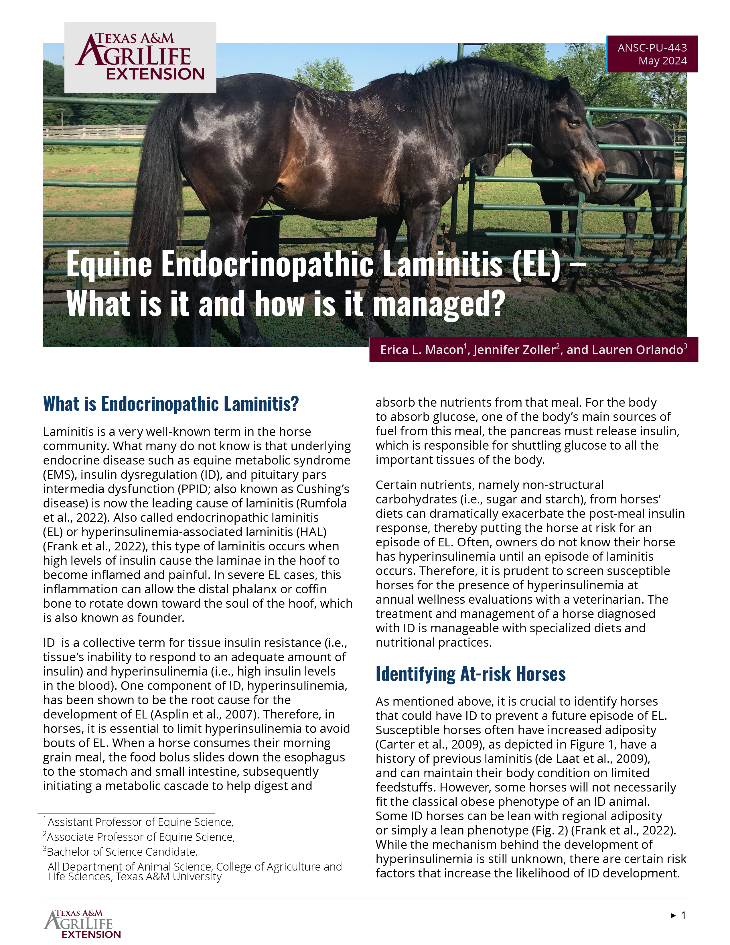 Equine Endocrinopathic Laminitis - What is it and How is it Managed ...
