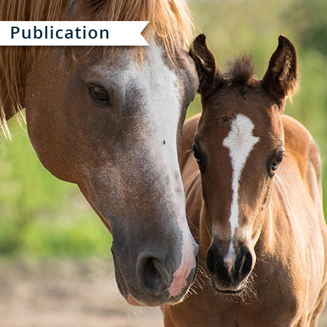 Animals & Livestock | Texas A&M AgriLife Learn
