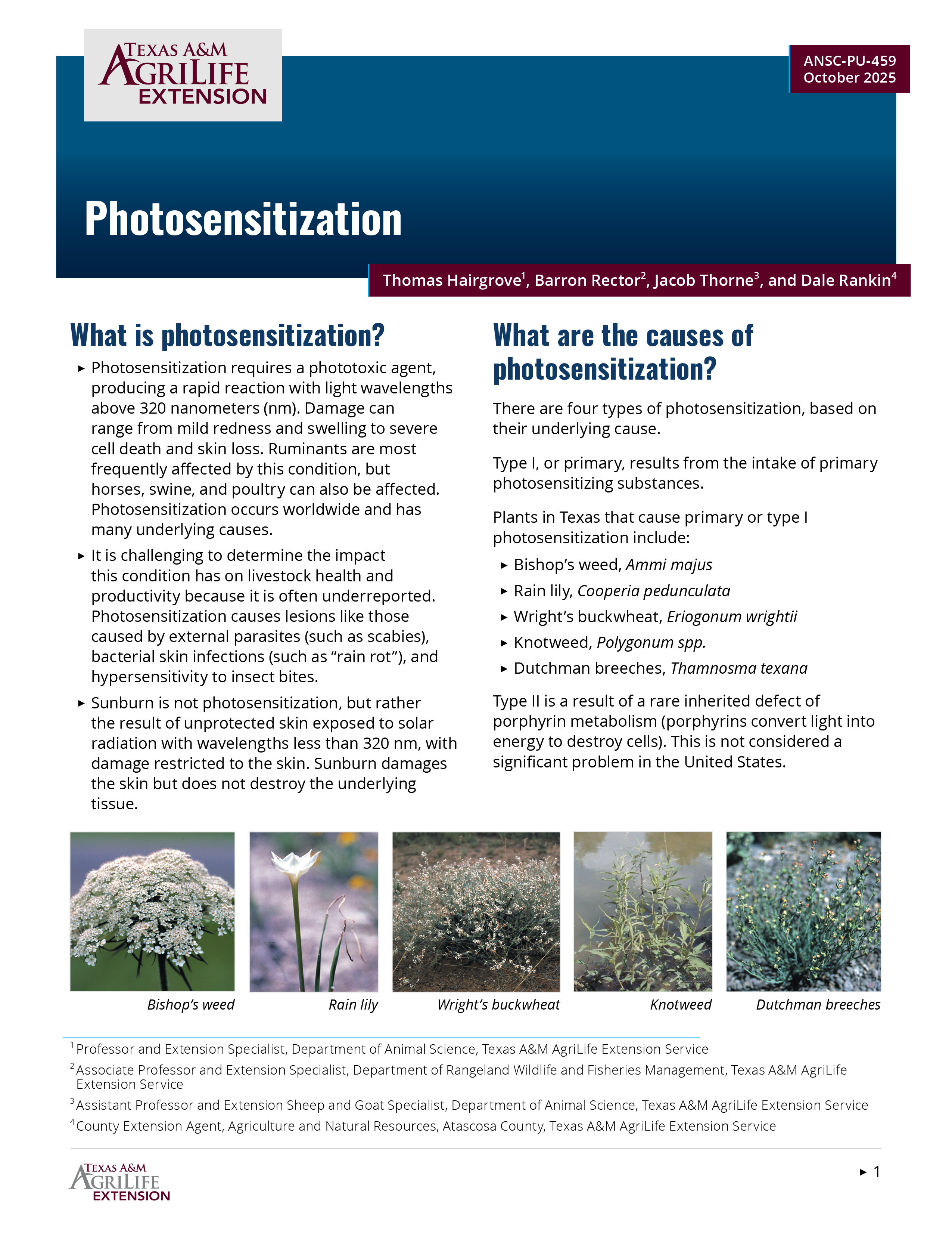 Photosensitization | Publications | AgriLife Learn