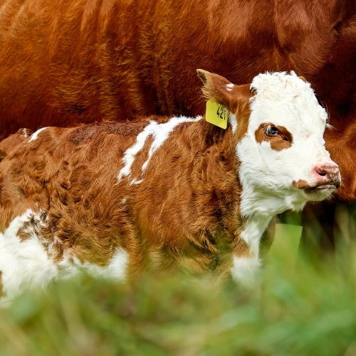 Cattle Reproduction