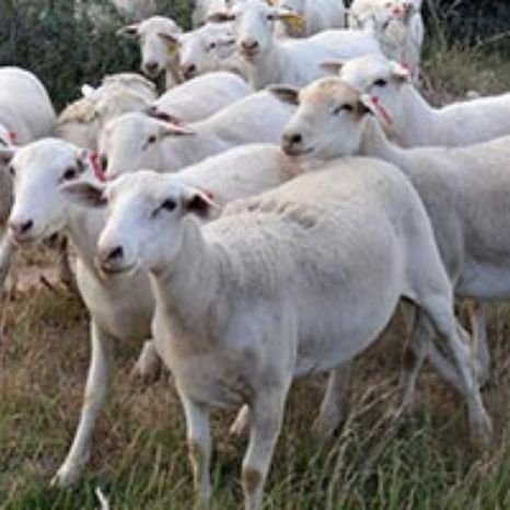 Animals & Livestock | Texas A&M AgriLife Learn