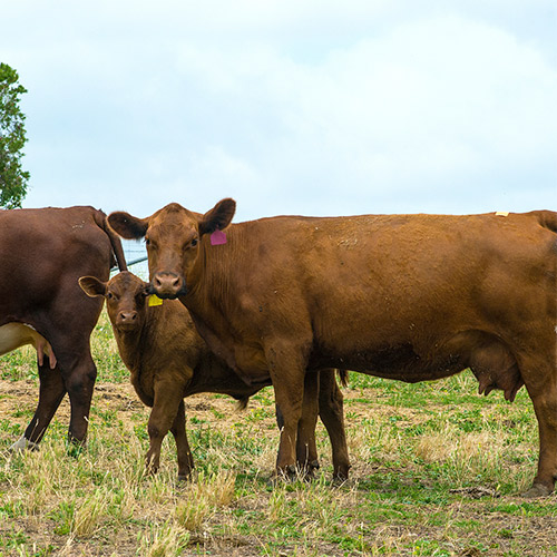 Texas Adapted Genetic Strategies for Beef Cattle VI: Breeds – Origins ...
