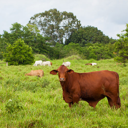 Texas Adapted Genetic Strategies for Beef Cattle I: An Overview ...