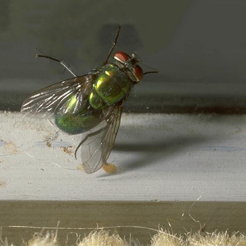 Controlling Blow Flies | Publications | AgriLife Learn