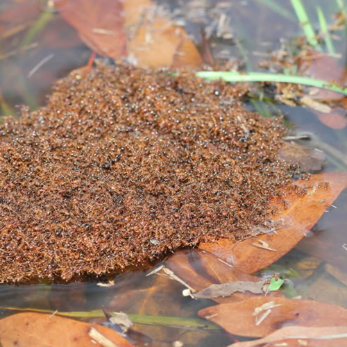 Flooding and Fire Ants | Publications | AgriLife Learn