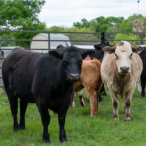 Supporting Animal Disasters Through Cooperative Extension Animal ...