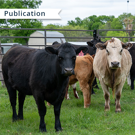 Animals & Livestock | Texas A&M AgriLife Learn