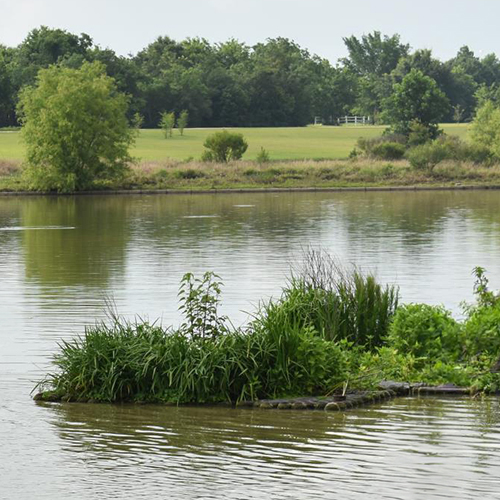 Floating Wetlands | Publications | AgriLife Learn
