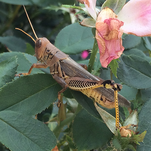 Grasshoppers and Their Control | Publications | AgriLife Learn