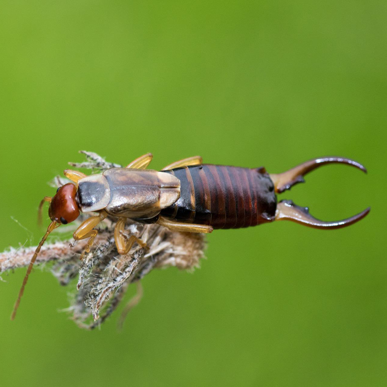 Earwigs