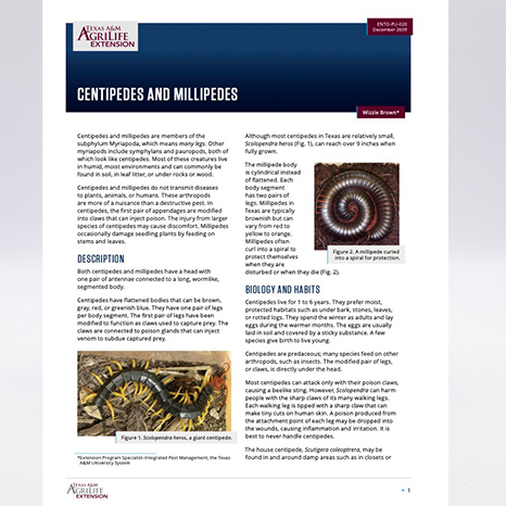 Centipedes and Millipedes | Publications | AgriLife Learn