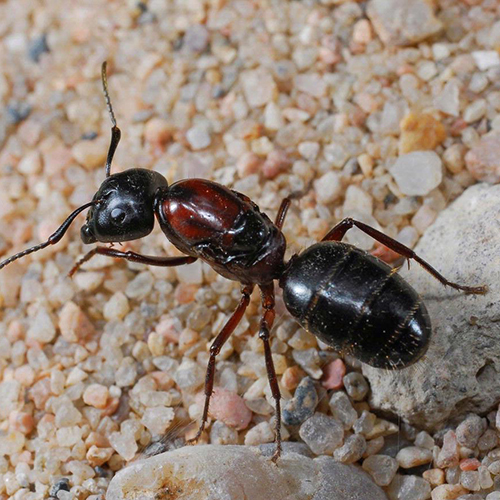 Carpenter Ants | Publications | AgriLife Learn